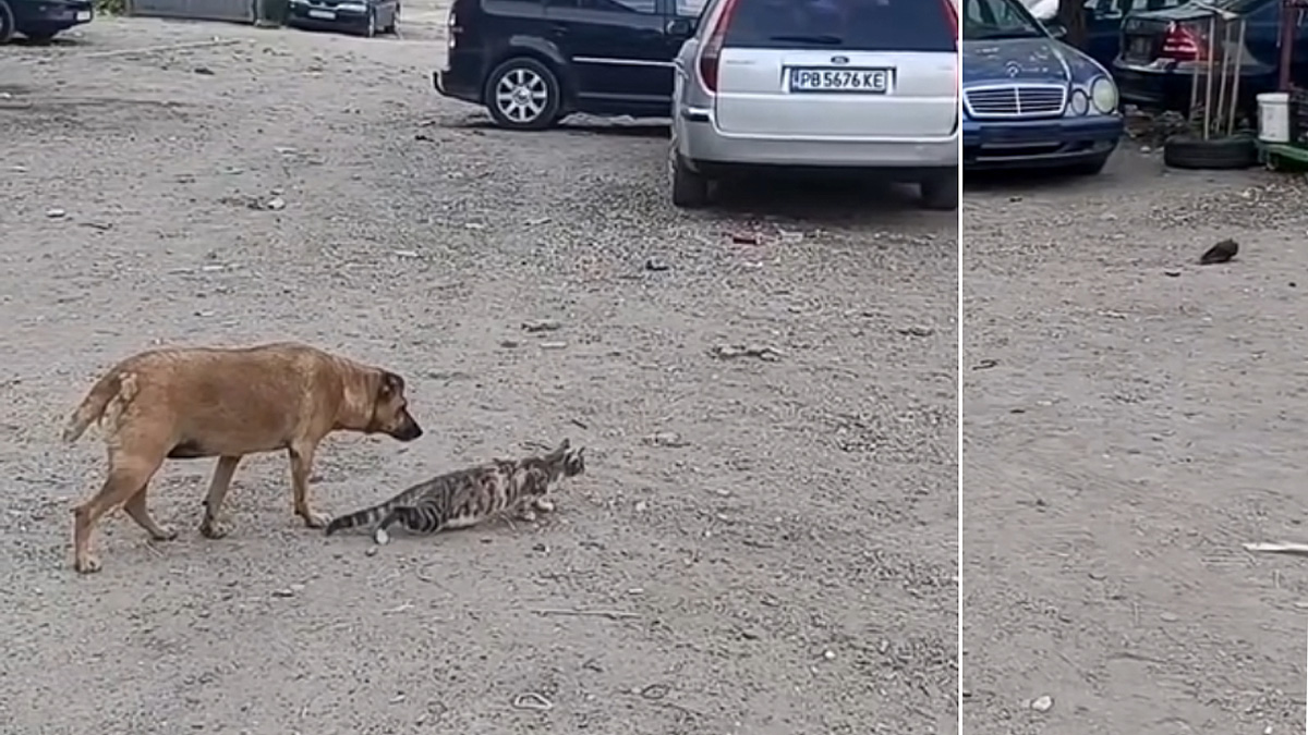 Un gato acecha a su presa sin percatarse del perro que se le echa encima