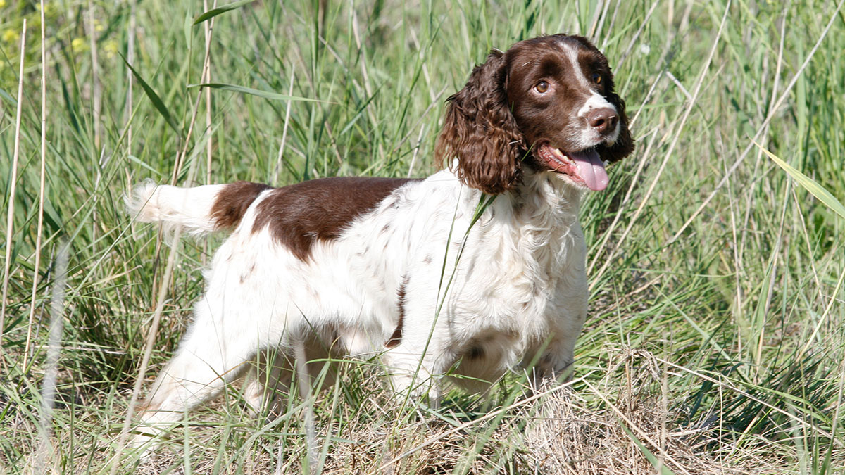 Cuantos Cachorros Tienen Los Spaniel