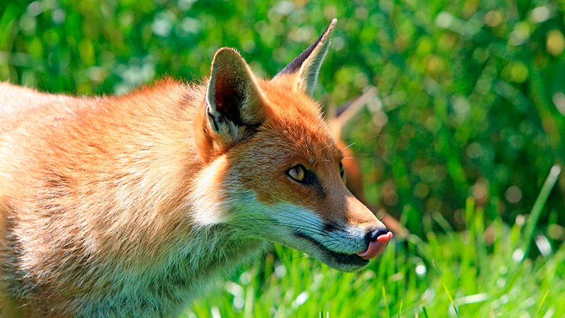 Piden ‘ayuda’ al zorro ante la plaga de conejos
