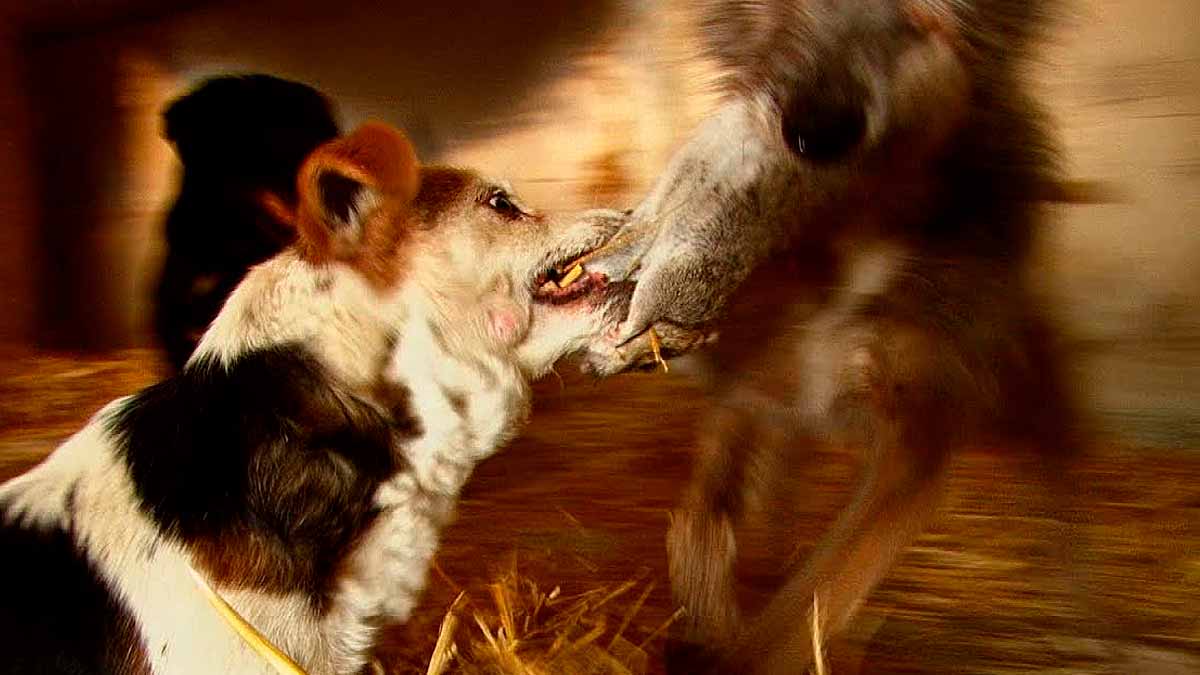 Las Ratas Comen Caca De Perro En Reino Unido