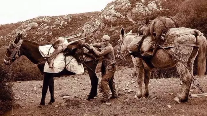 Un arriero saca un jabalí de 80 kilos del monte a la espalda