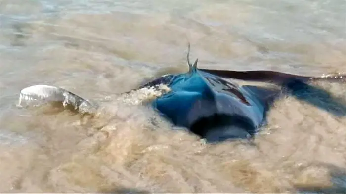 Un joven pescador, hospitalizado tras clavarse el aguijón de una ...